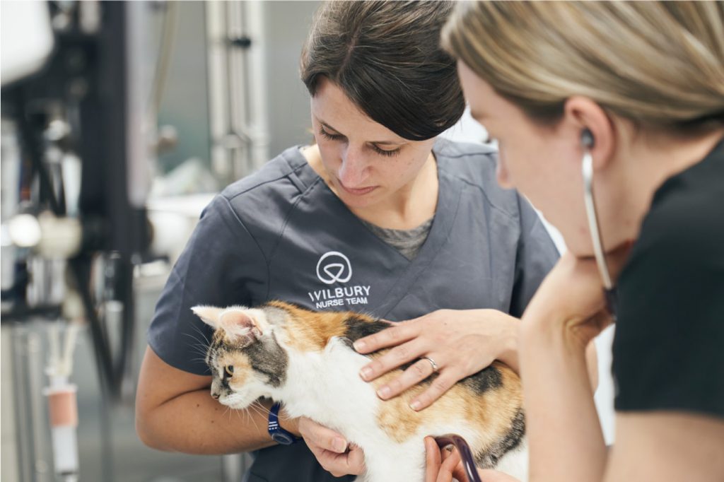 Become a WMC Member | Wilbury Vets | Brighton
