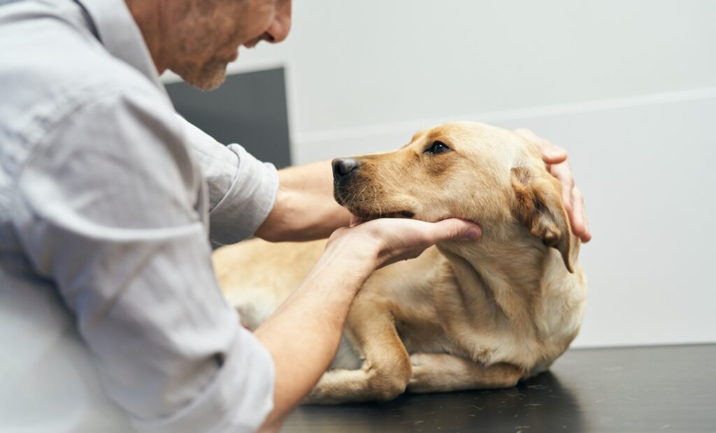 Laparoscopic neutering | Wilbury Vets | Brighton